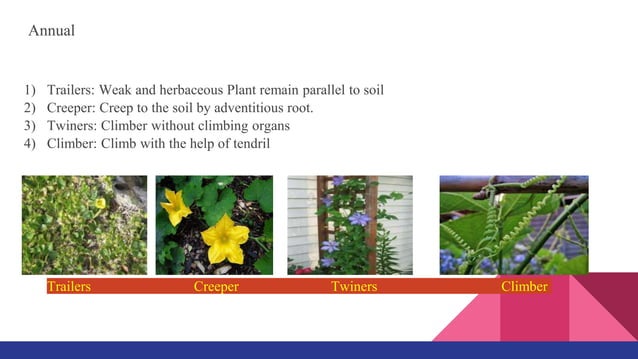 Diversity in Plant Habits.pptx
