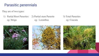 Diversity in Plant Habits.pptx