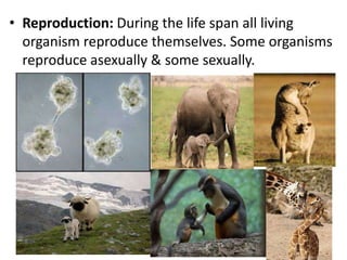Diversity in the living world. mohanBio | PPTX