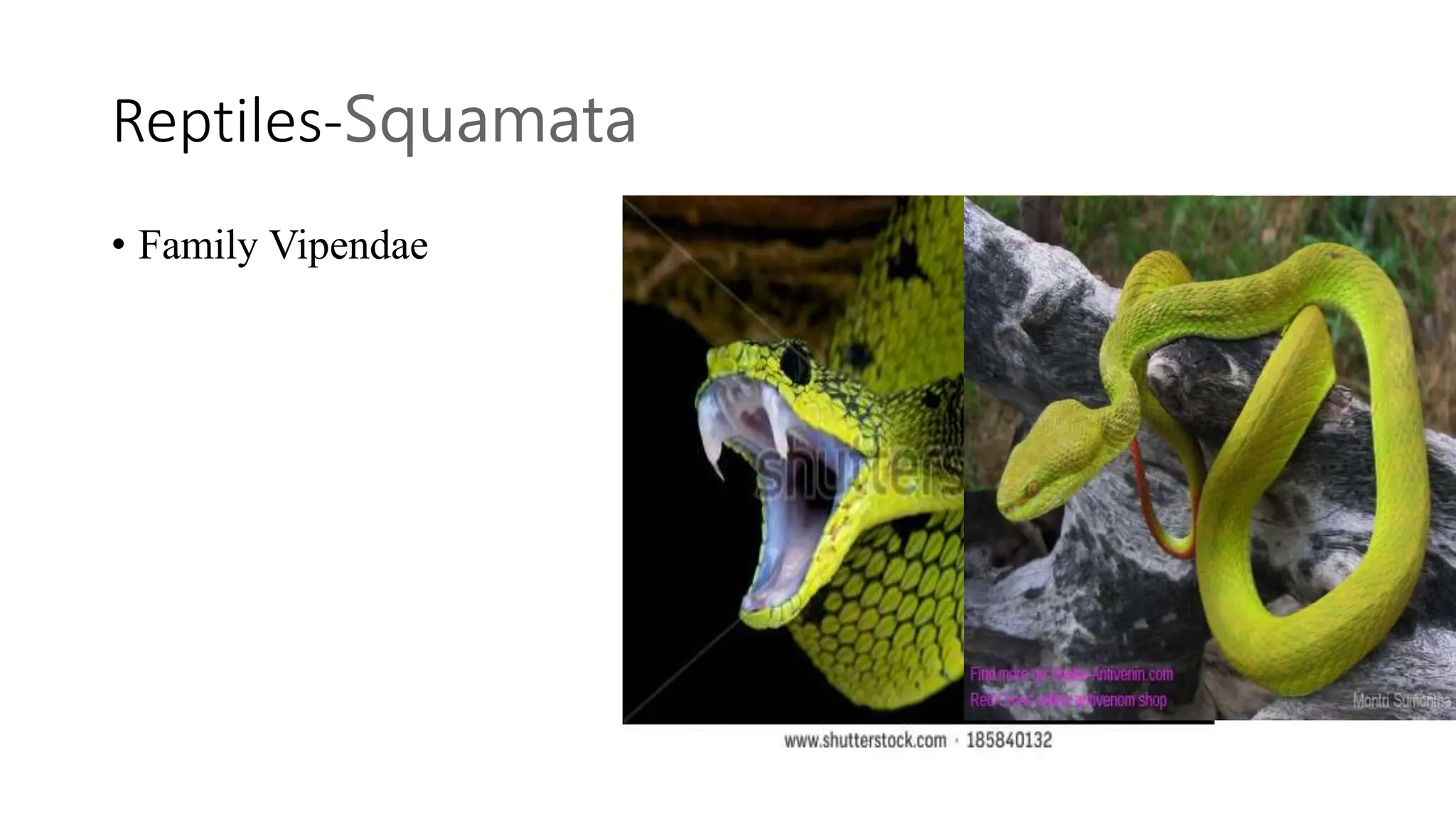 Diversity of Amphibians and Reptiles.pptx