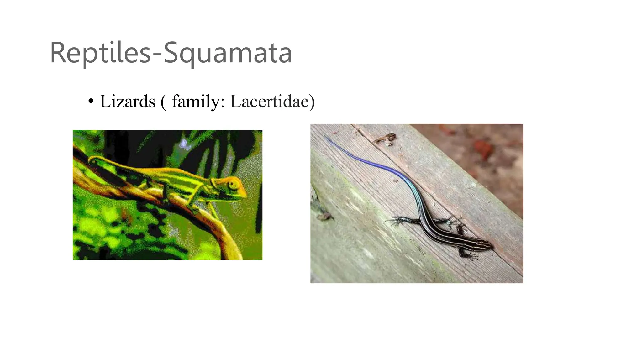 Diversity of Amphibians and Reptiles.pptx