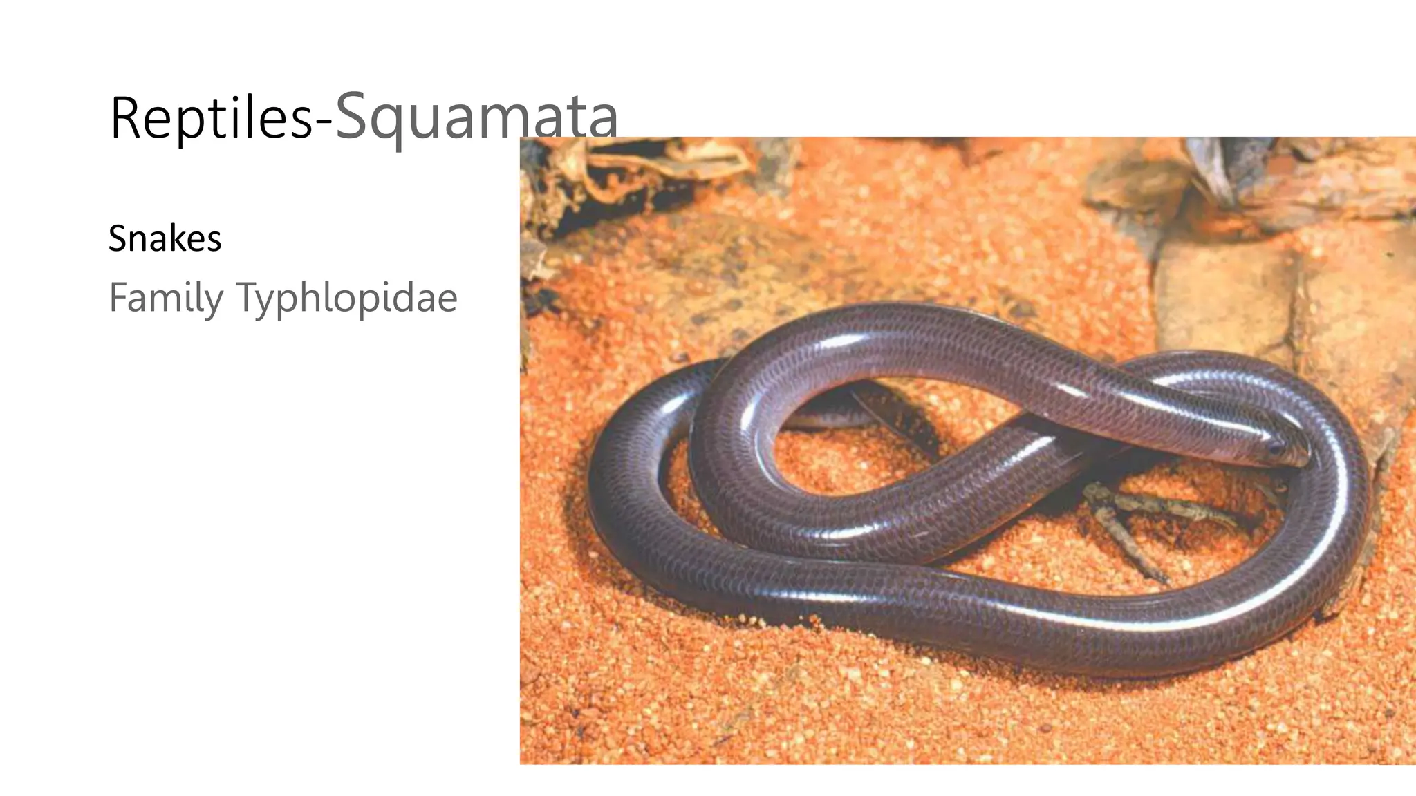 Diversity of Amphibians and Reptiles.pptx