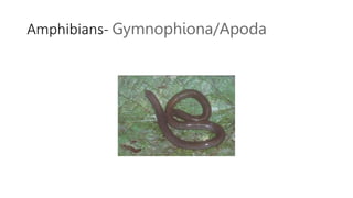 Diversity of Amphibians and Reptiles.pptx