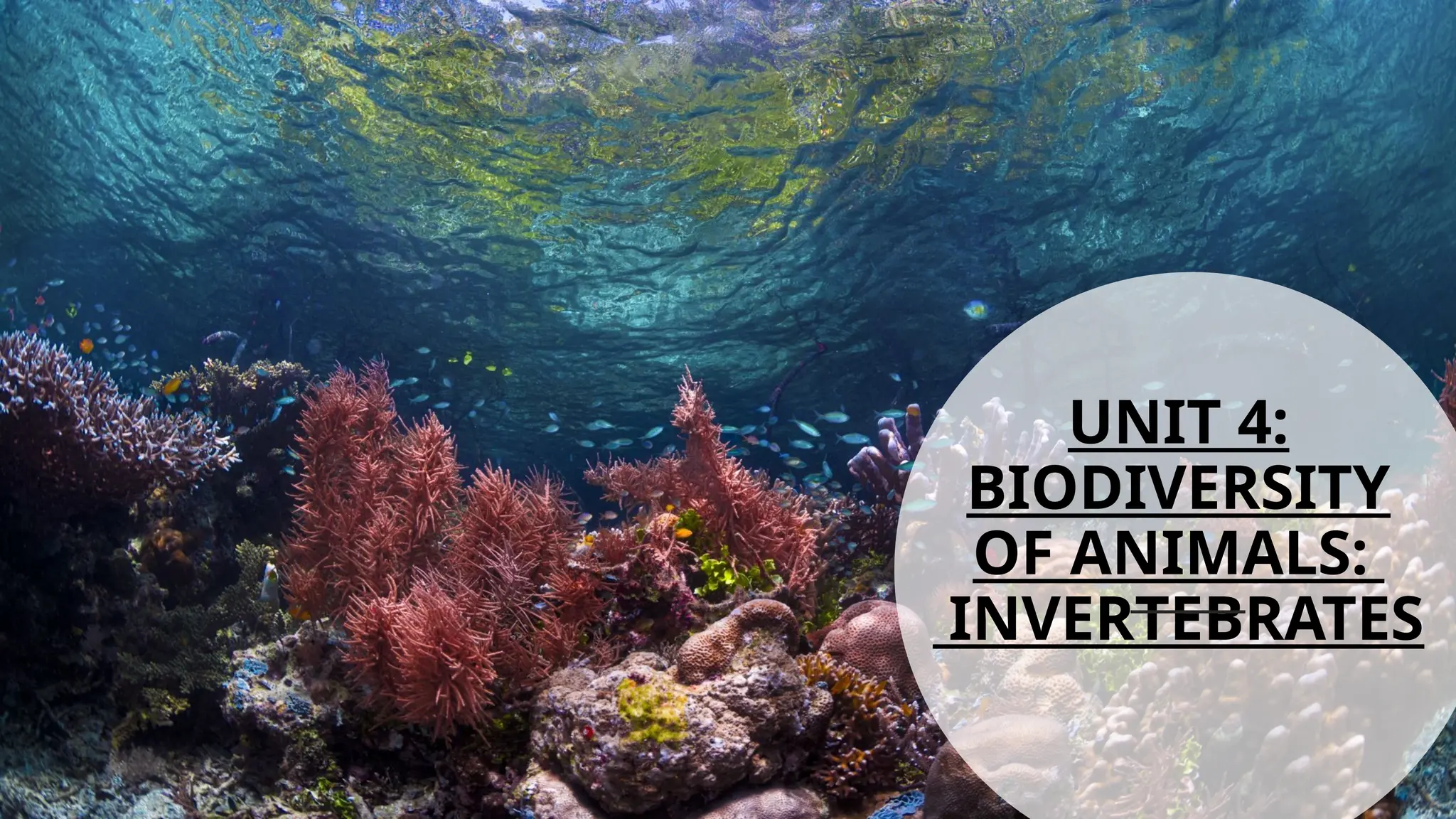 Diversity of Animals PP slides(vertebrates and invertebrates).pptx