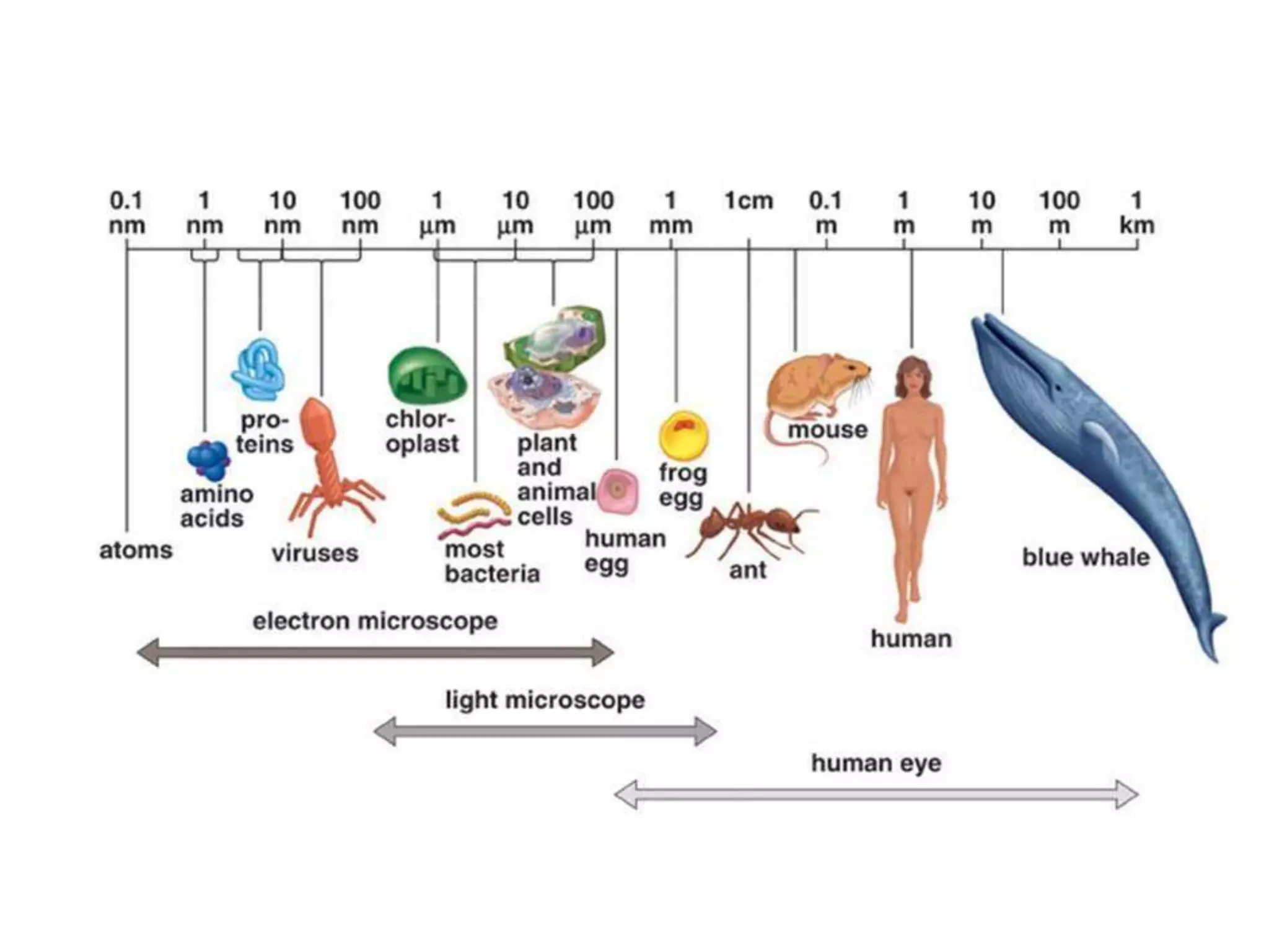 Diversity of cell shape and size | PPTX