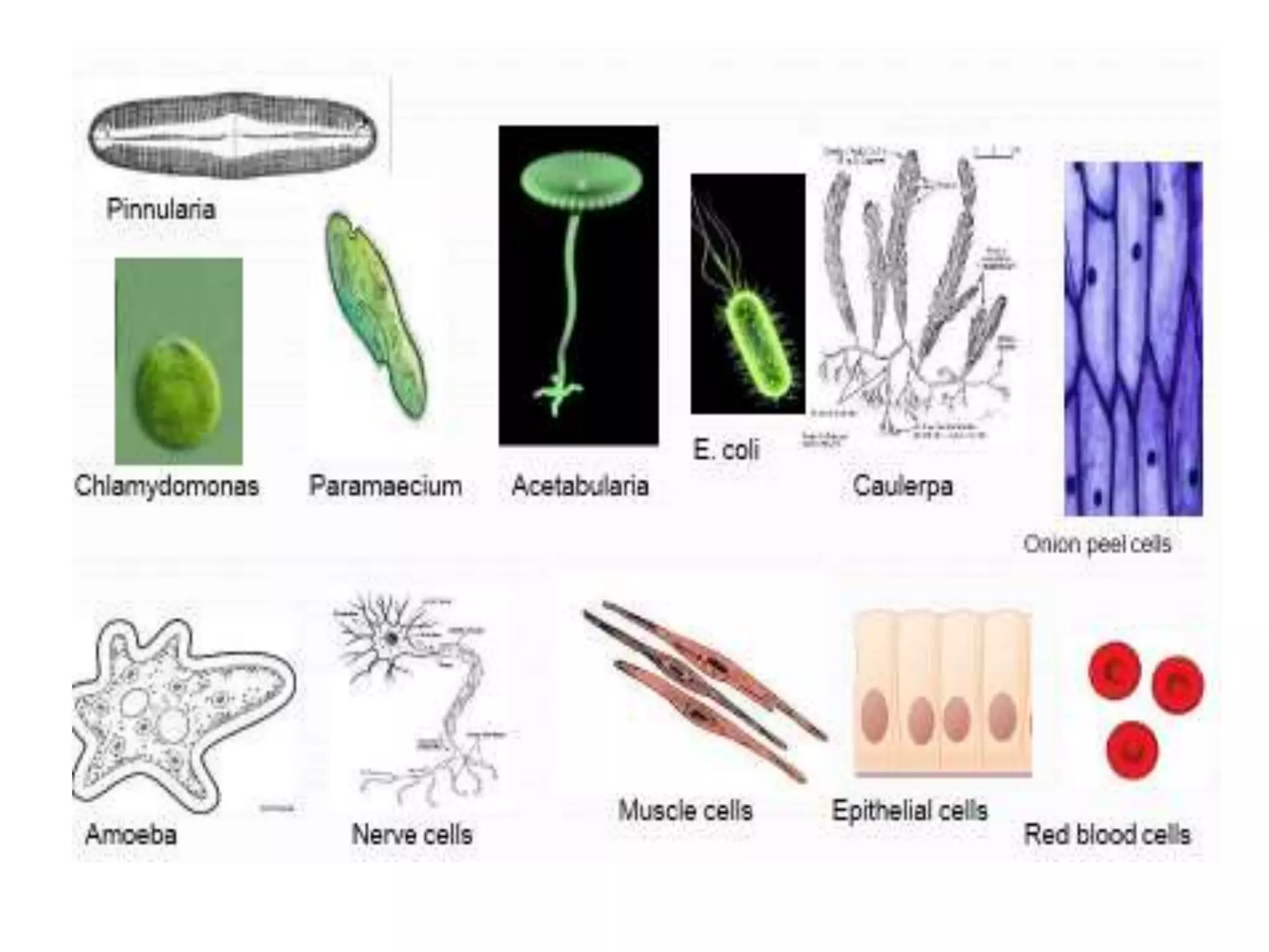 Diversity of cell shape and size | PPTX