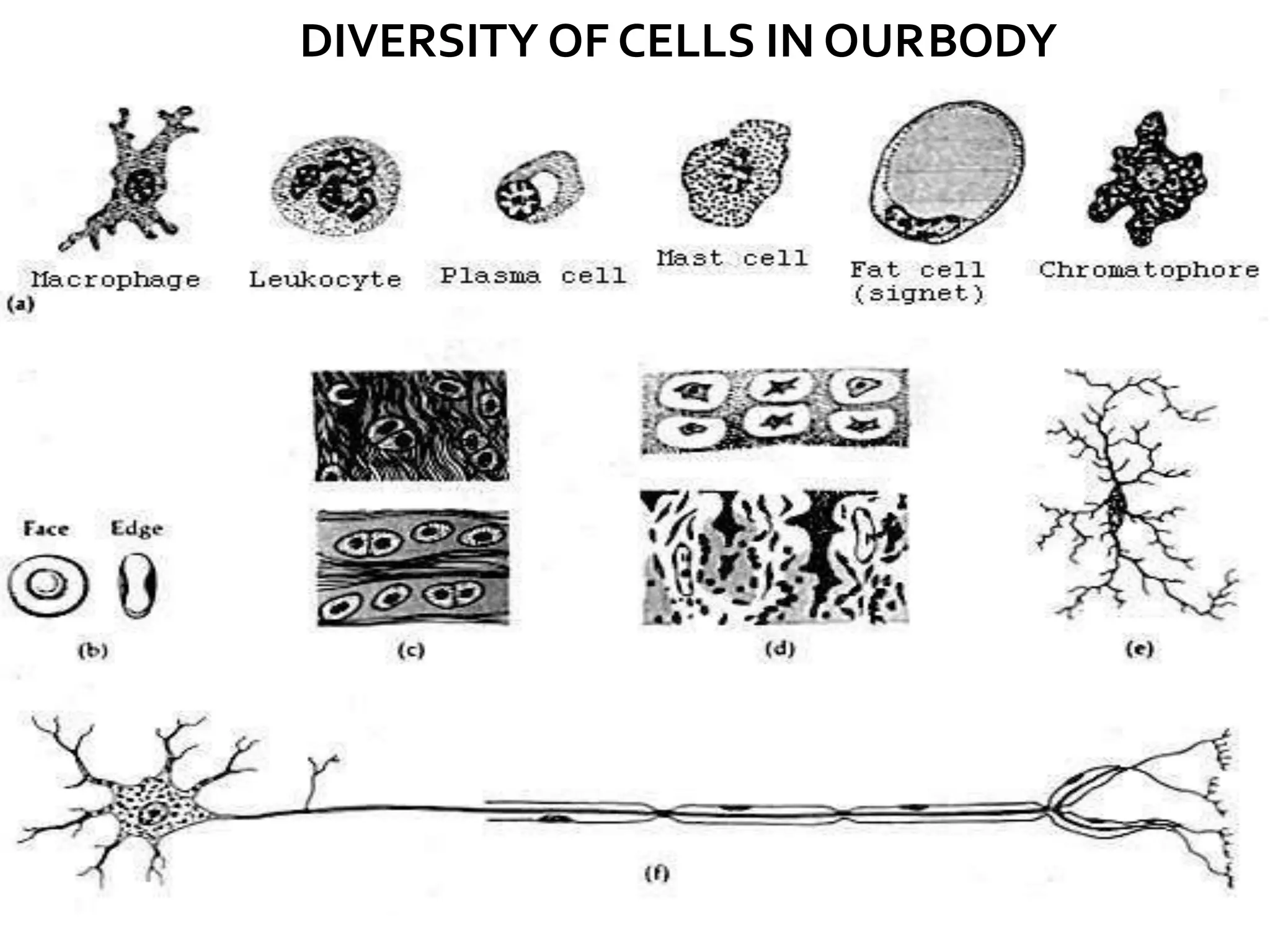 Diversity of cell shape and size | PPTX