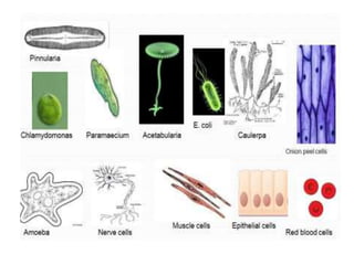 Diversity of cell shape and size | PPTX