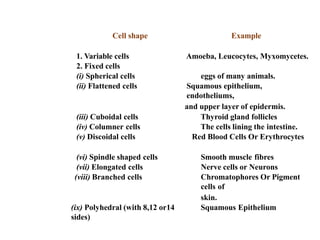 Diversity of cell shape and size | PPTX