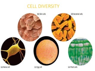 Diversity of cell shape and size | PPTX