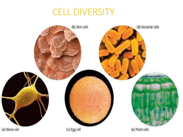Diversity of cell shape and size | PPTX