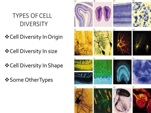Diversity of cell shape and size | PPTX