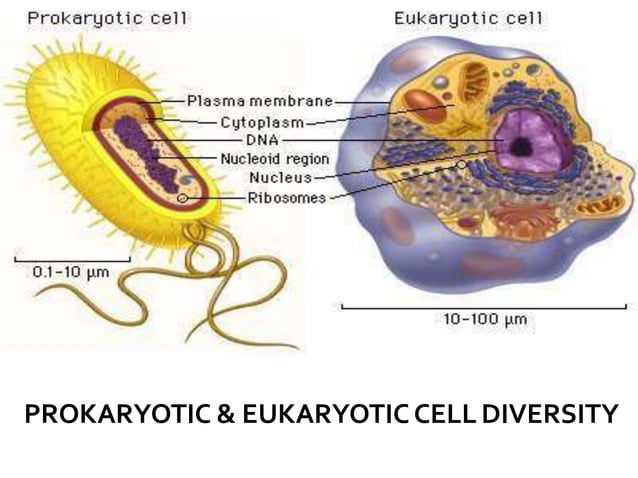 Diversity of cell shape and size | PPTX
