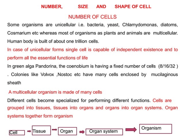 Diversity of cell shape and size | PPTX