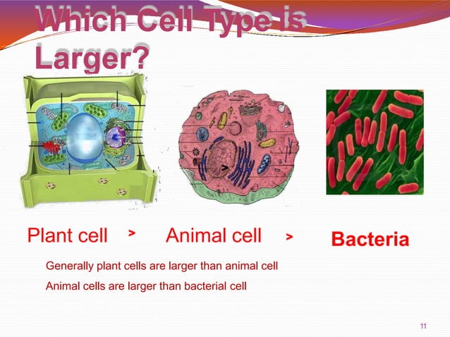 Diversity of cell shape and size | PPTX