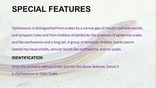 Diversity of chordates.pptx