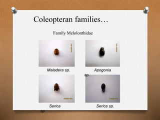 Diversity of coleoptera | PPTX