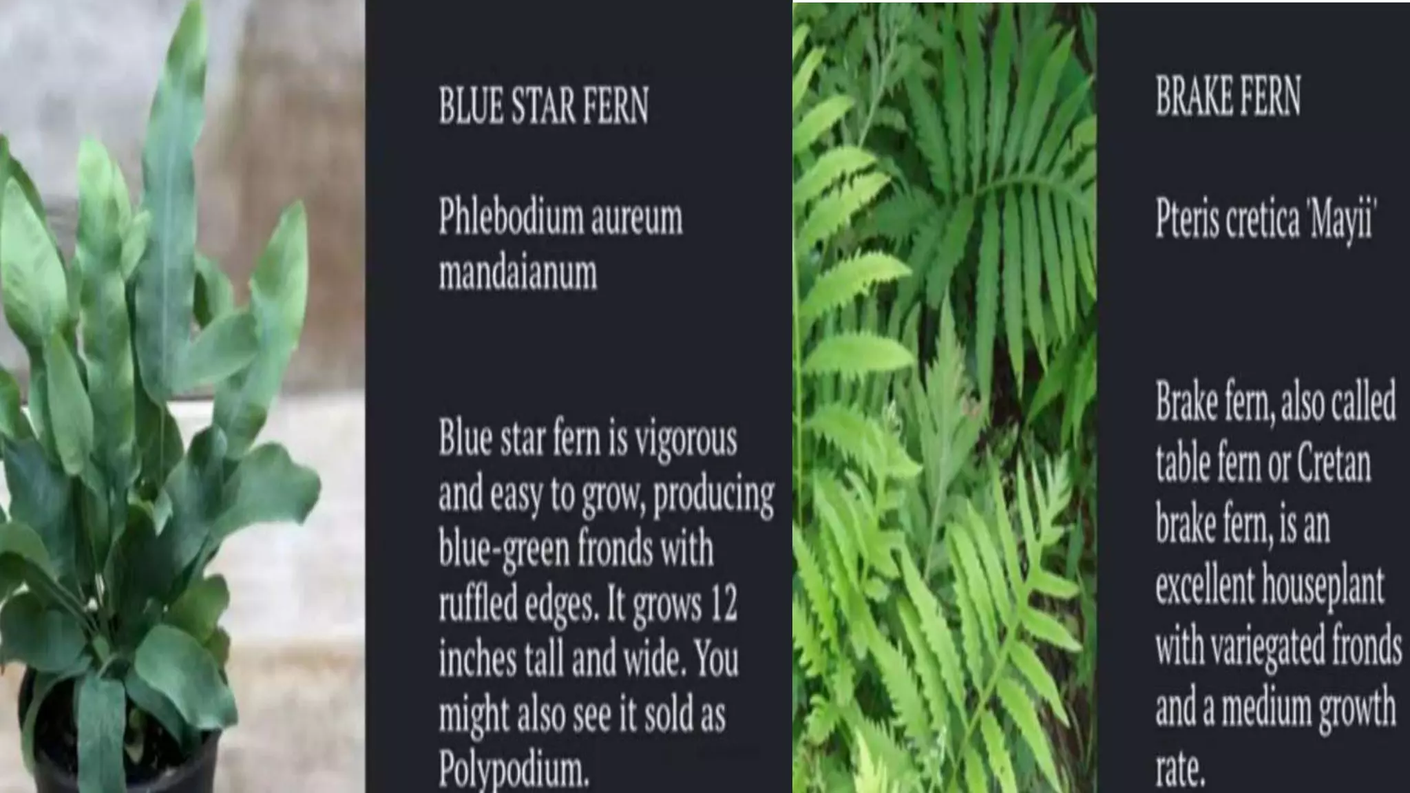 Diversity of fern's | PPTX
