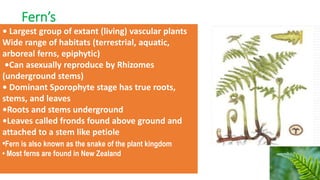 Diversity of fern's | PPT