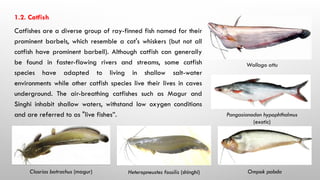 Diversity of Freshwater Fishes and Edible fishes | PPTX