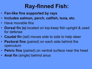 Diversity Of Fishes | PPT