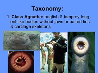 Diversity Of Fishes | PPT
