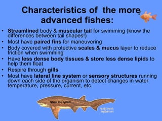 Diversity Of Fishes | PPT