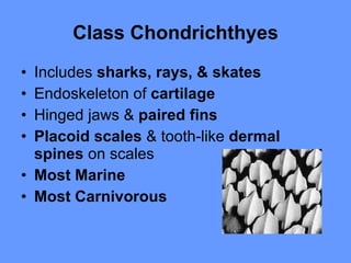 Diversity Of Fishes | PPT
