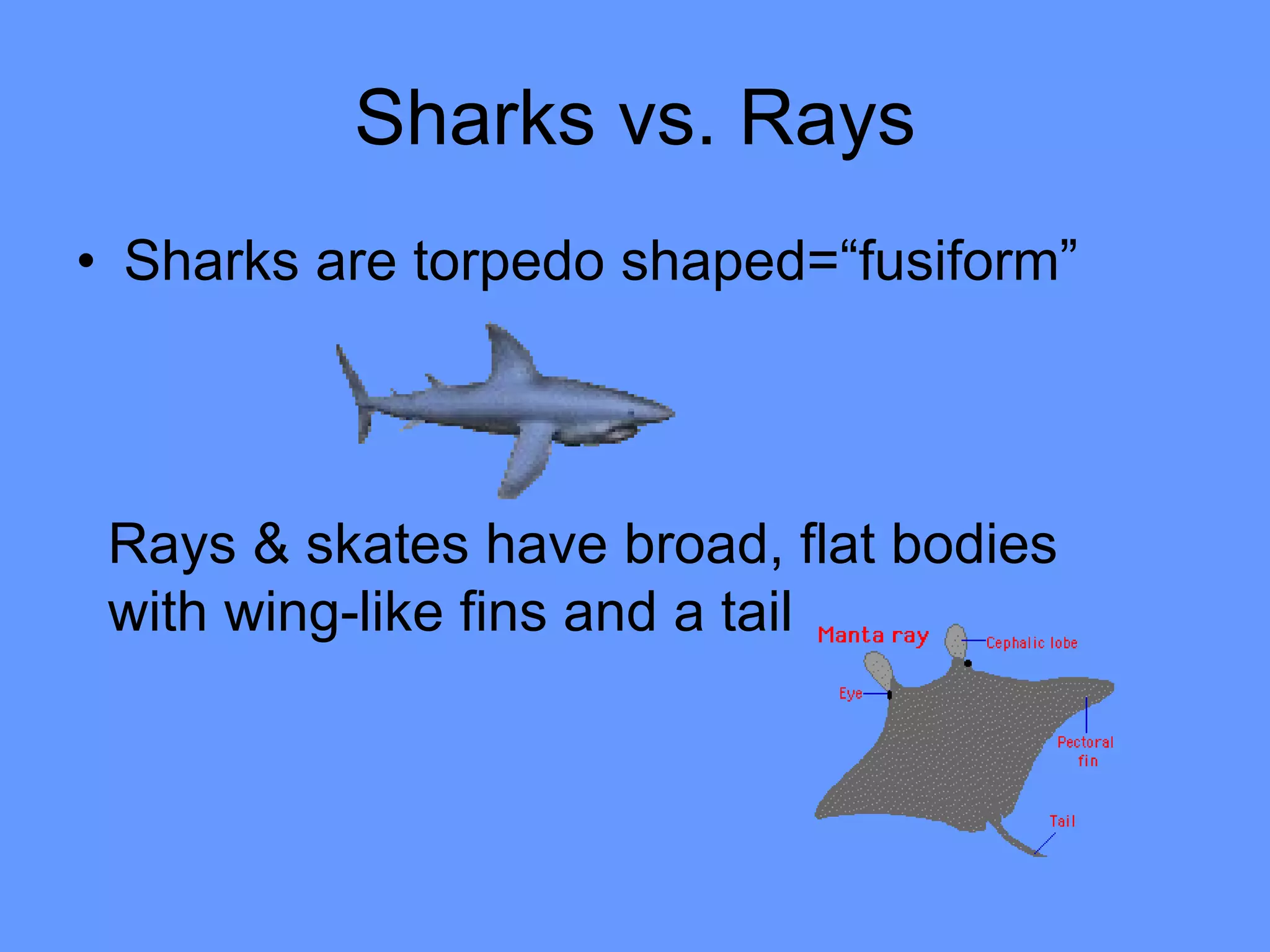 Diversity of fishes | PPT