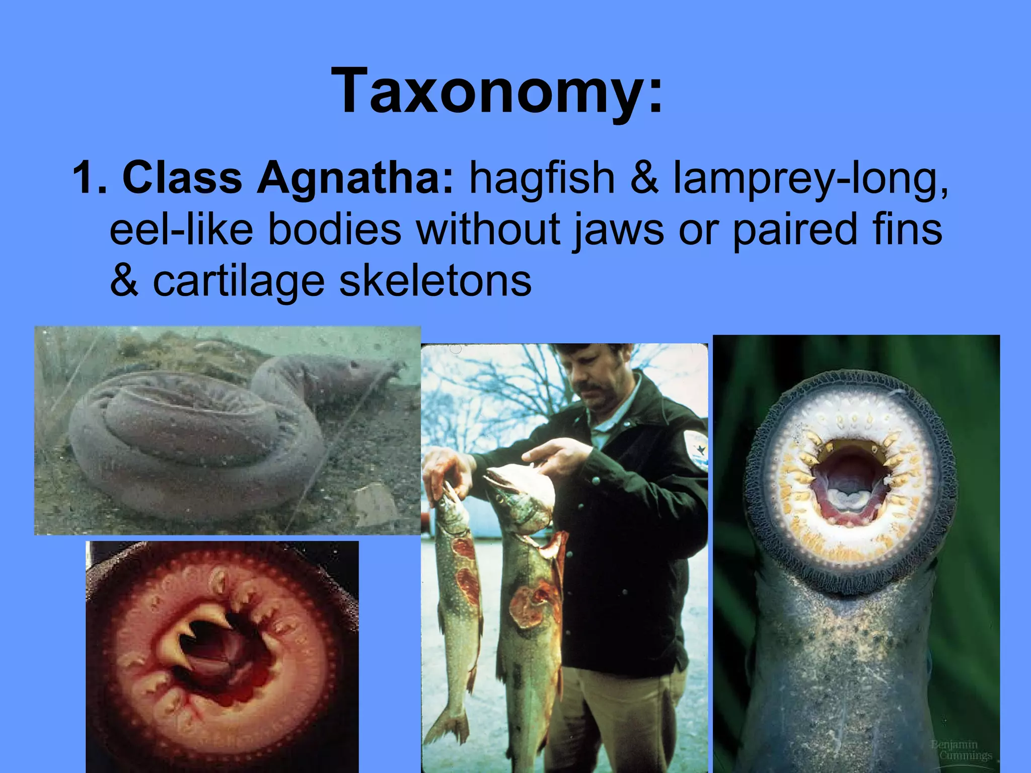Diversity of fishes | PPT
