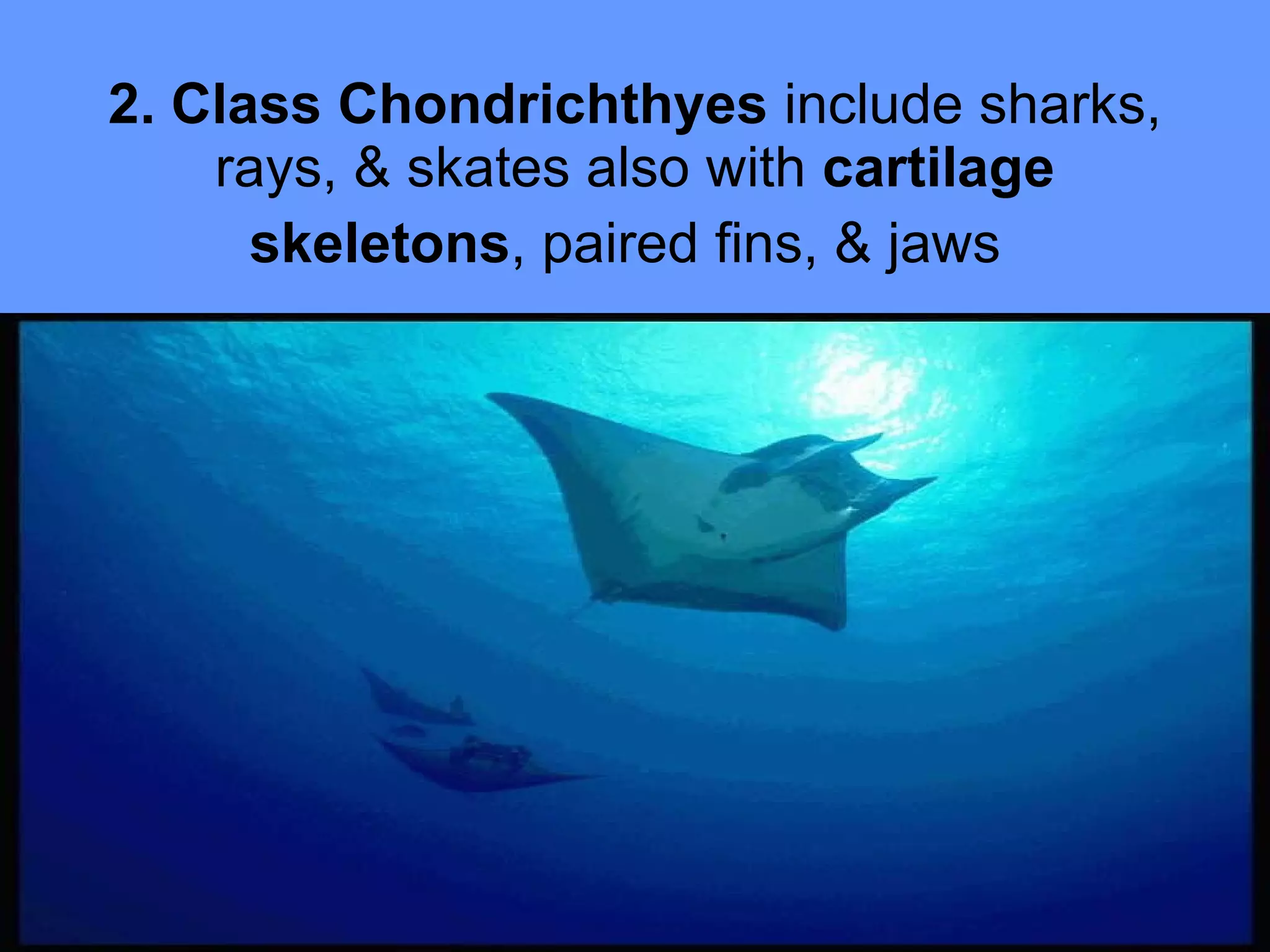 Diversity of fishes | PPT