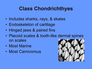 Diversity of fishes | PPT