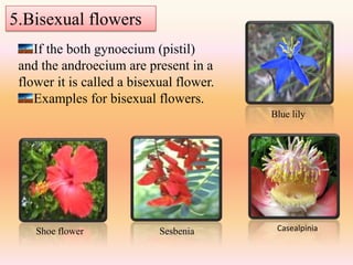 Diversity of flowers | PPTX