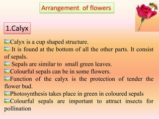 Diversity of flowers | PPTX