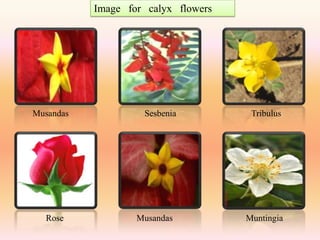 Diversity of flowers | PPTX