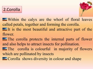 Diversity of flowers | PPTX