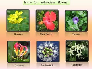 Diversity of flowers | PPTX