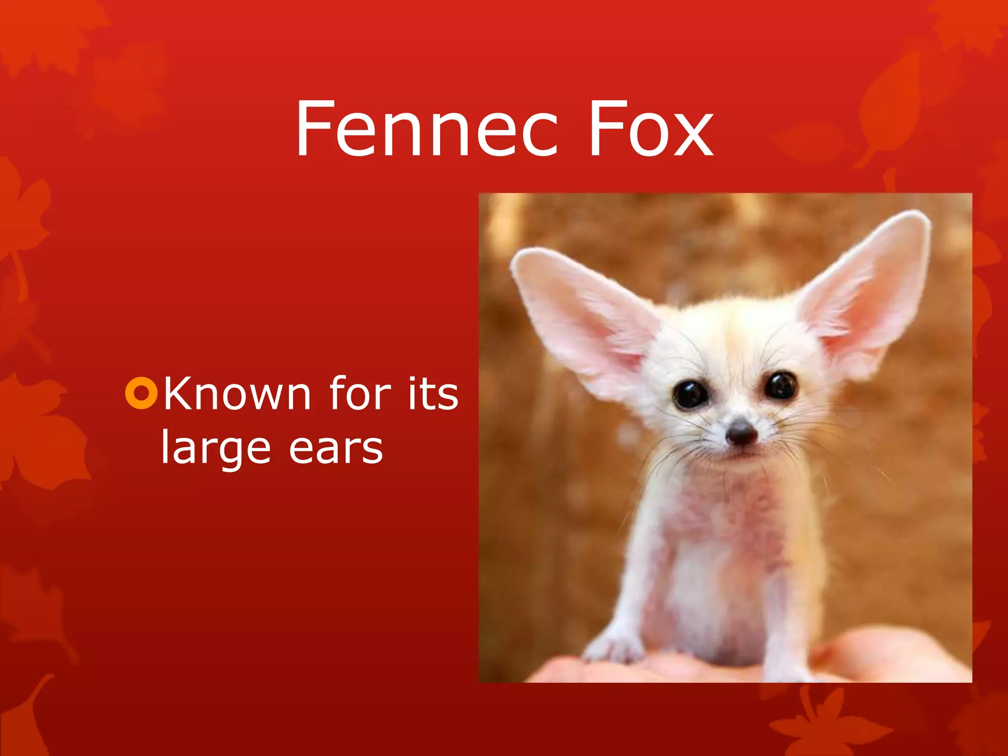 Diversity of foxes | PPTX