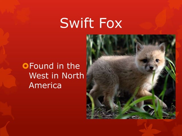 Diversity of foxes | PPT