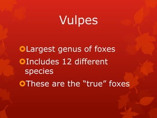Diversity of foxes | PPTX