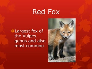 Diversity of foxes | PPTX