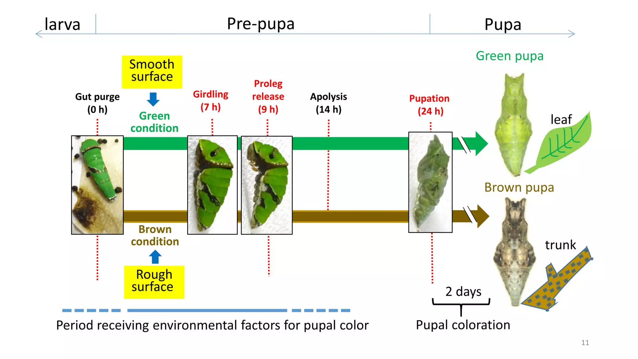 Diversity of insect pupae | PDF
