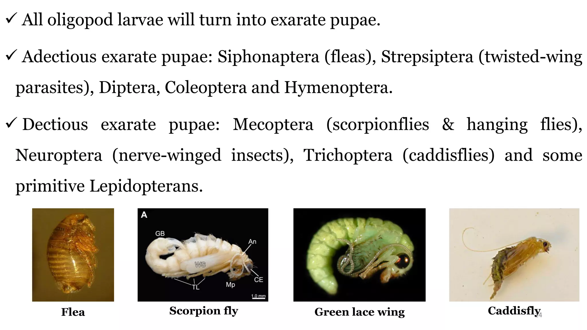 Diversity of insect pupae | PDF