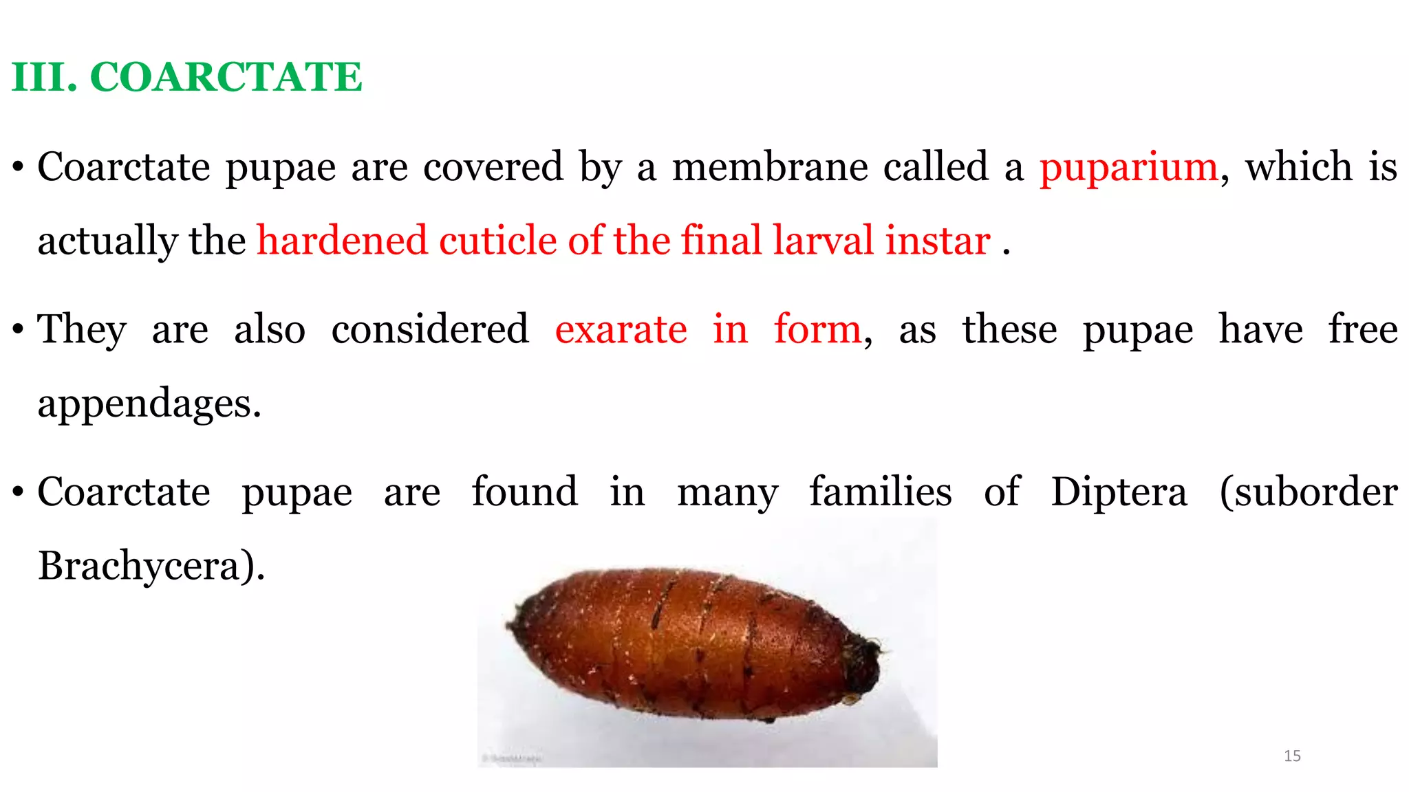 Diversity of insect pupae | PDF