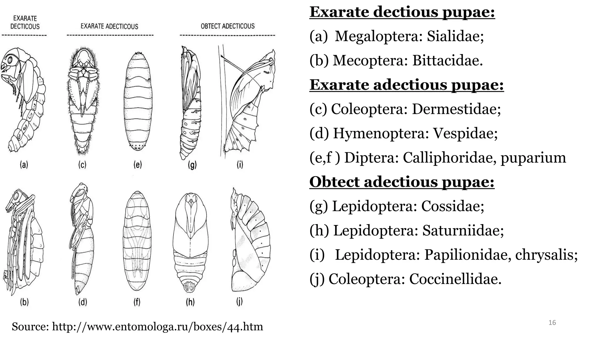 Diversity of insect pupae | PDF