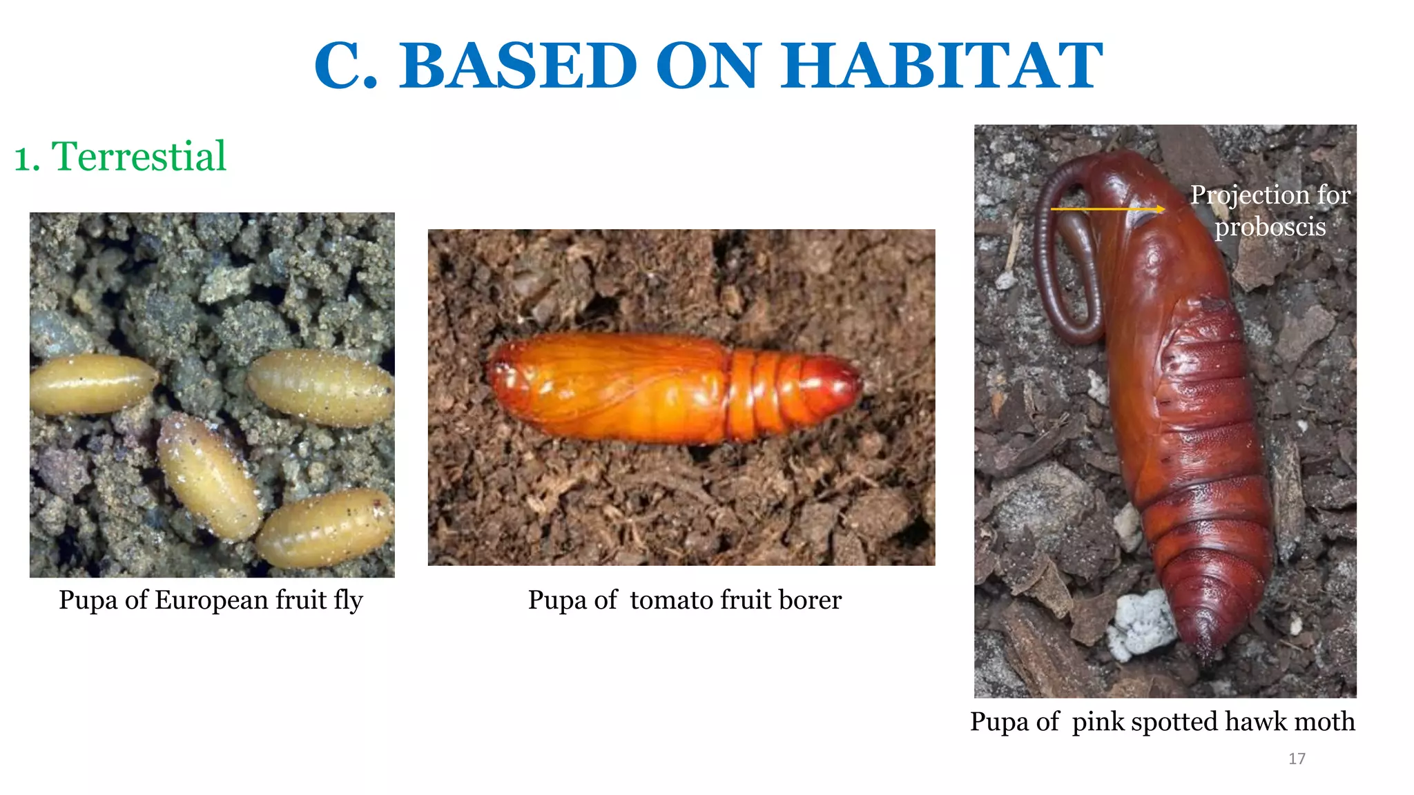 Diversity of insect pupae | PDF