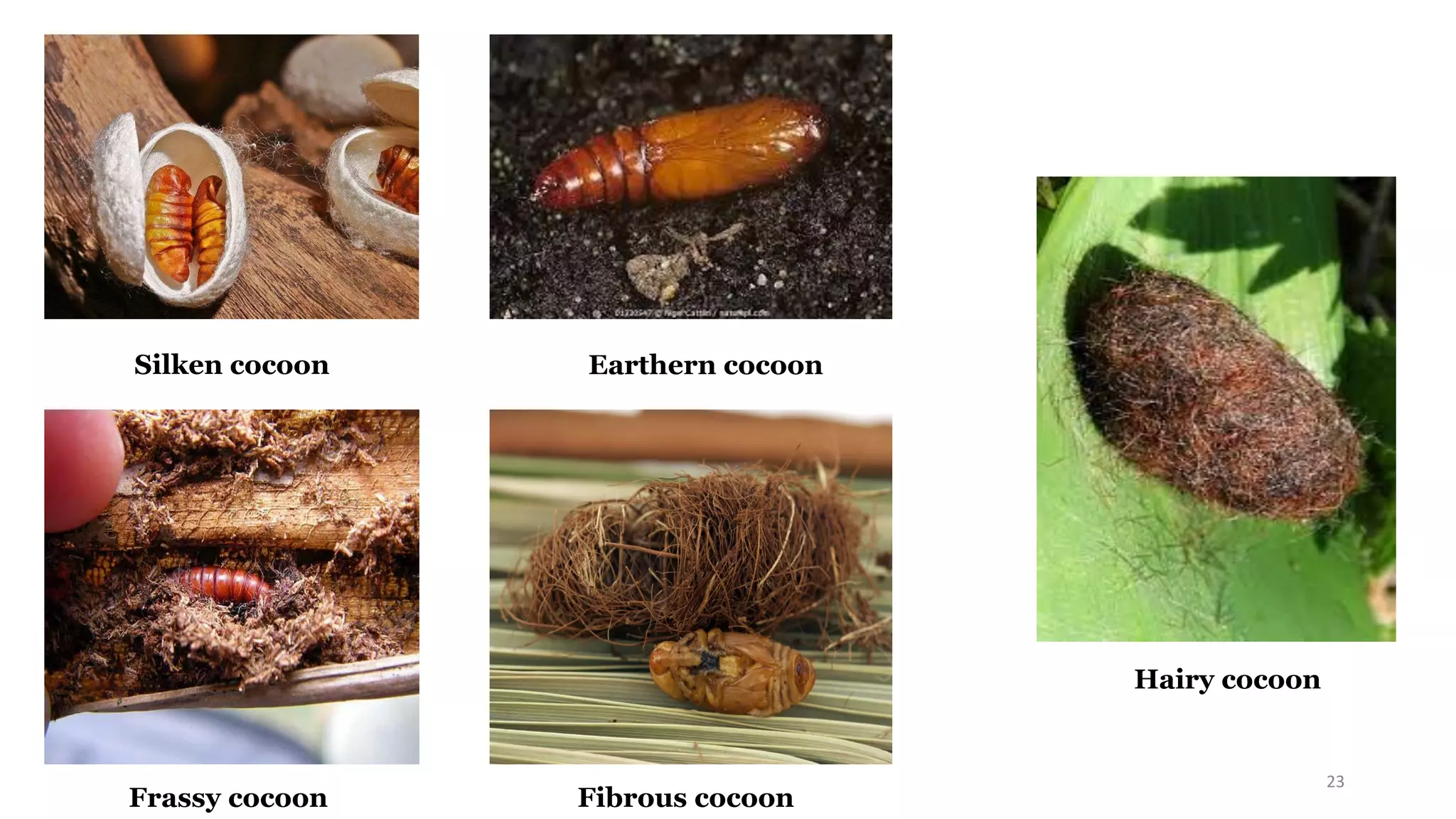 Diversity of insect pupae | PDF