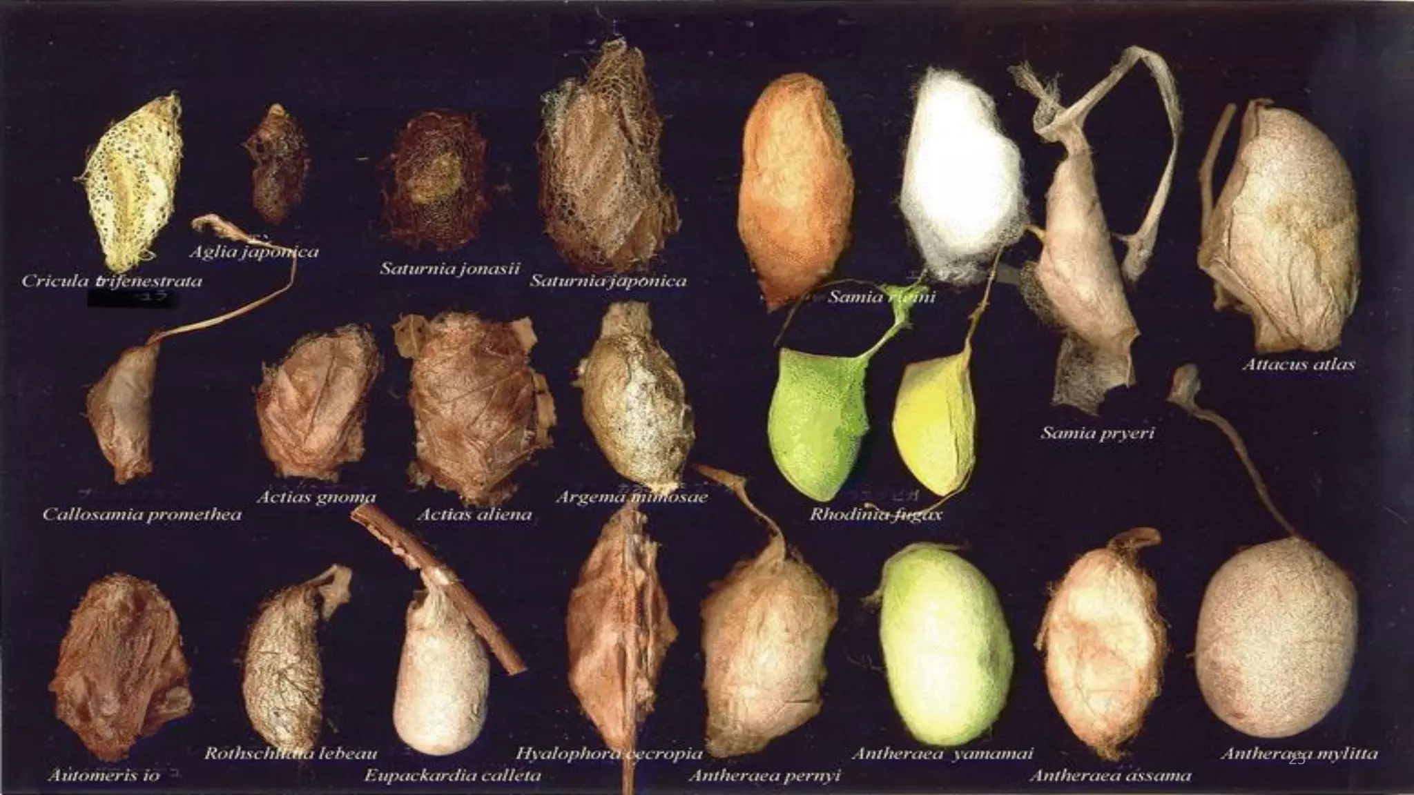 Diversity of insect pupae | PDF