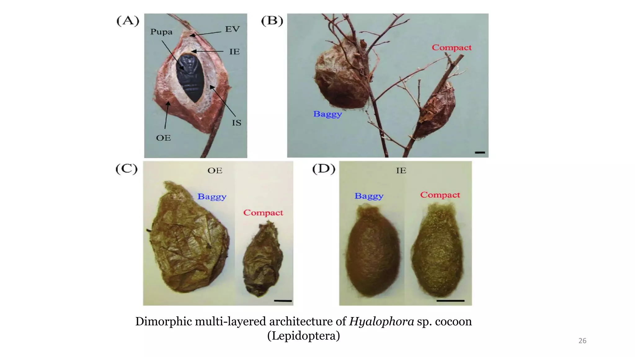 Diversity of insect pupae | PDF