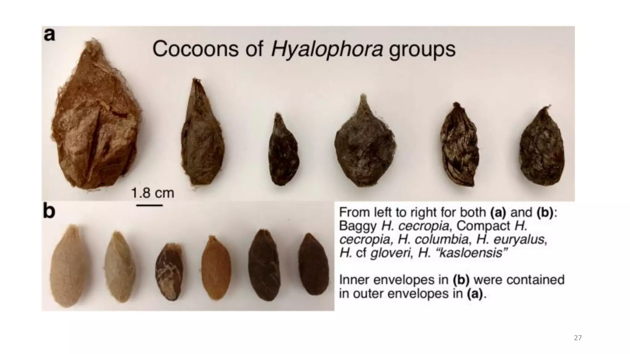 Diversity of insect pupae | PDF